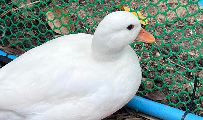 ประวัติ เป็ดคอลดั้ก call duck - สวนจรัญ อ้อยอินทรีย์