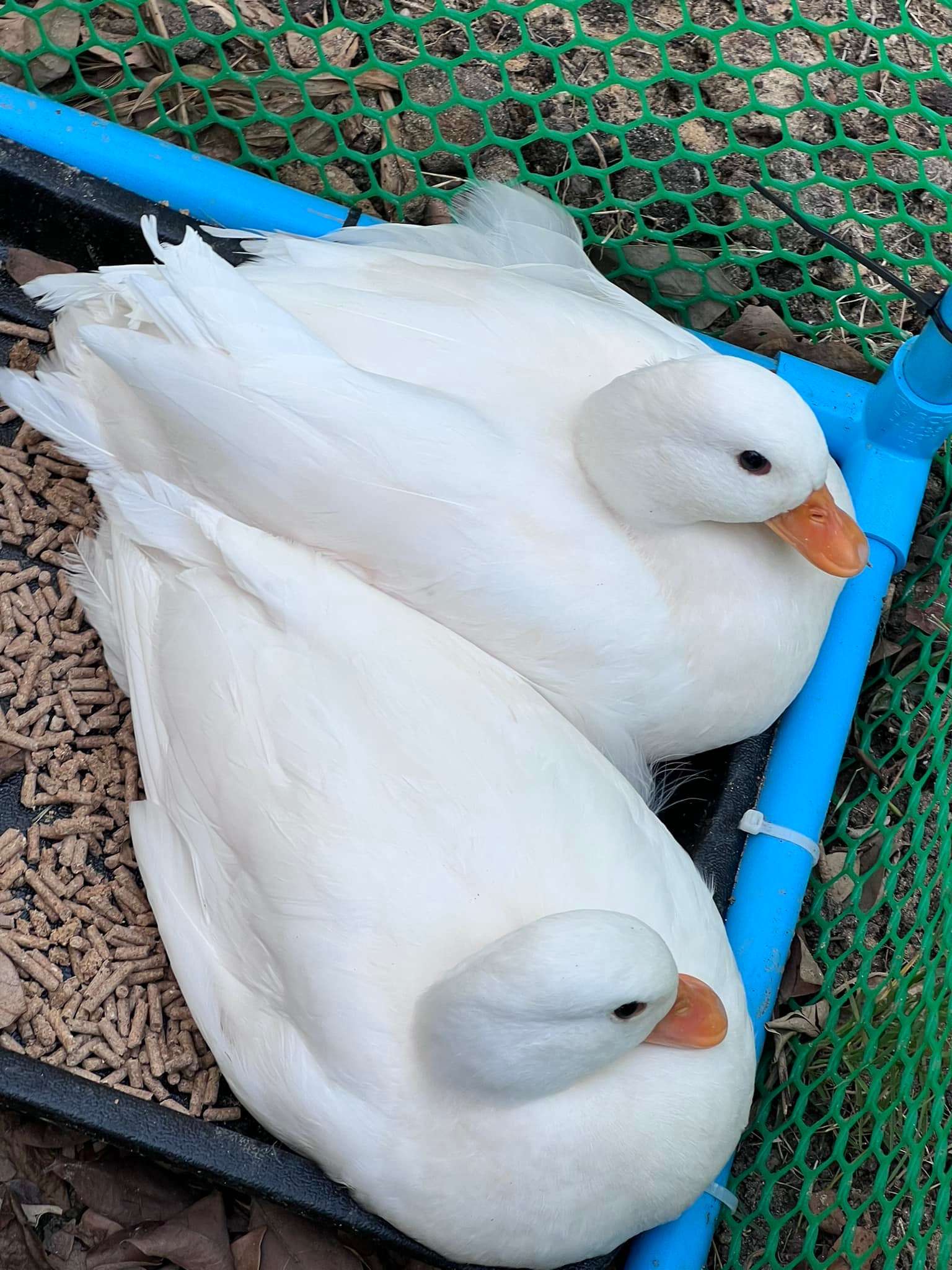 ประวัติ เป็ดคอลดั้ก call duck - สวนจรัญ อ้อยอินทรีย์