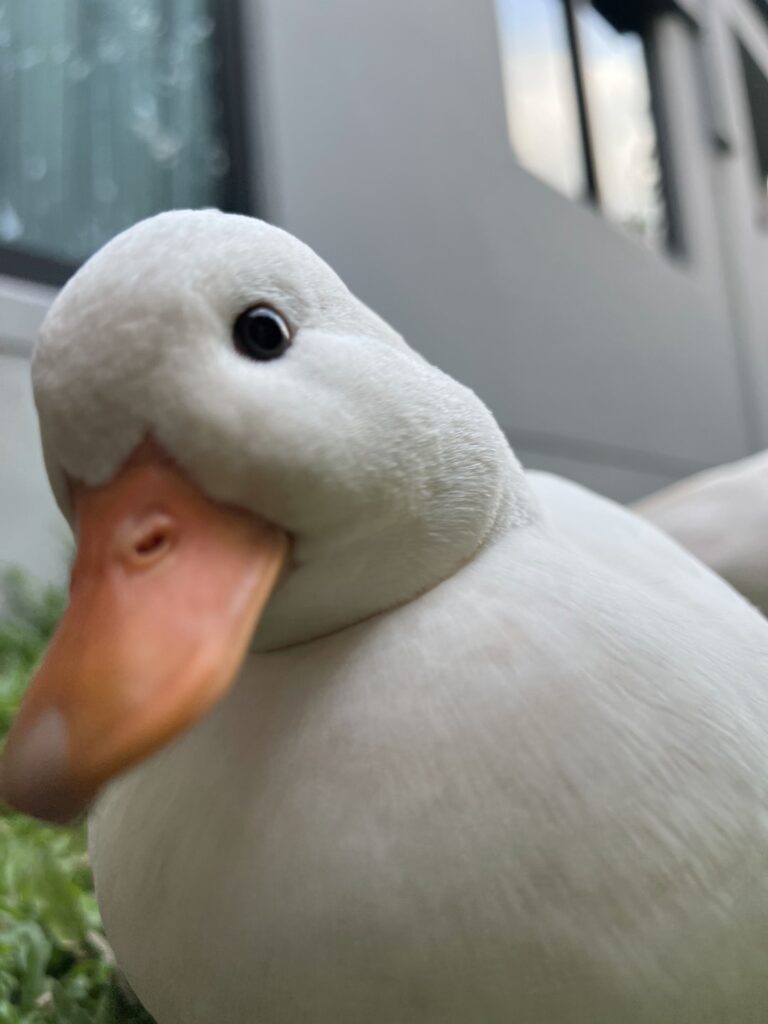 ฟาร์มเป็ด Call duck อุบลราชธานี ณ - สวนจรัญ อ้อยอินทรีย์