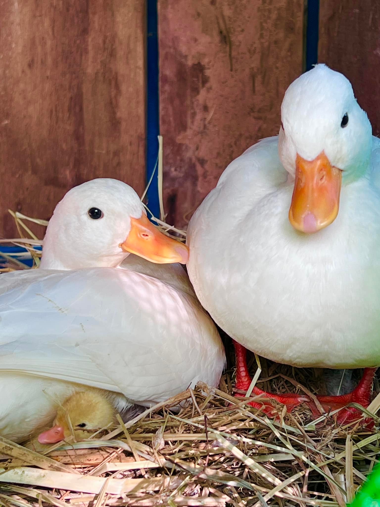 ฟาร์มเป็ด Call duck อุบลราชธานี ณ - สวนจรัญ อ้อยอินทรีย์