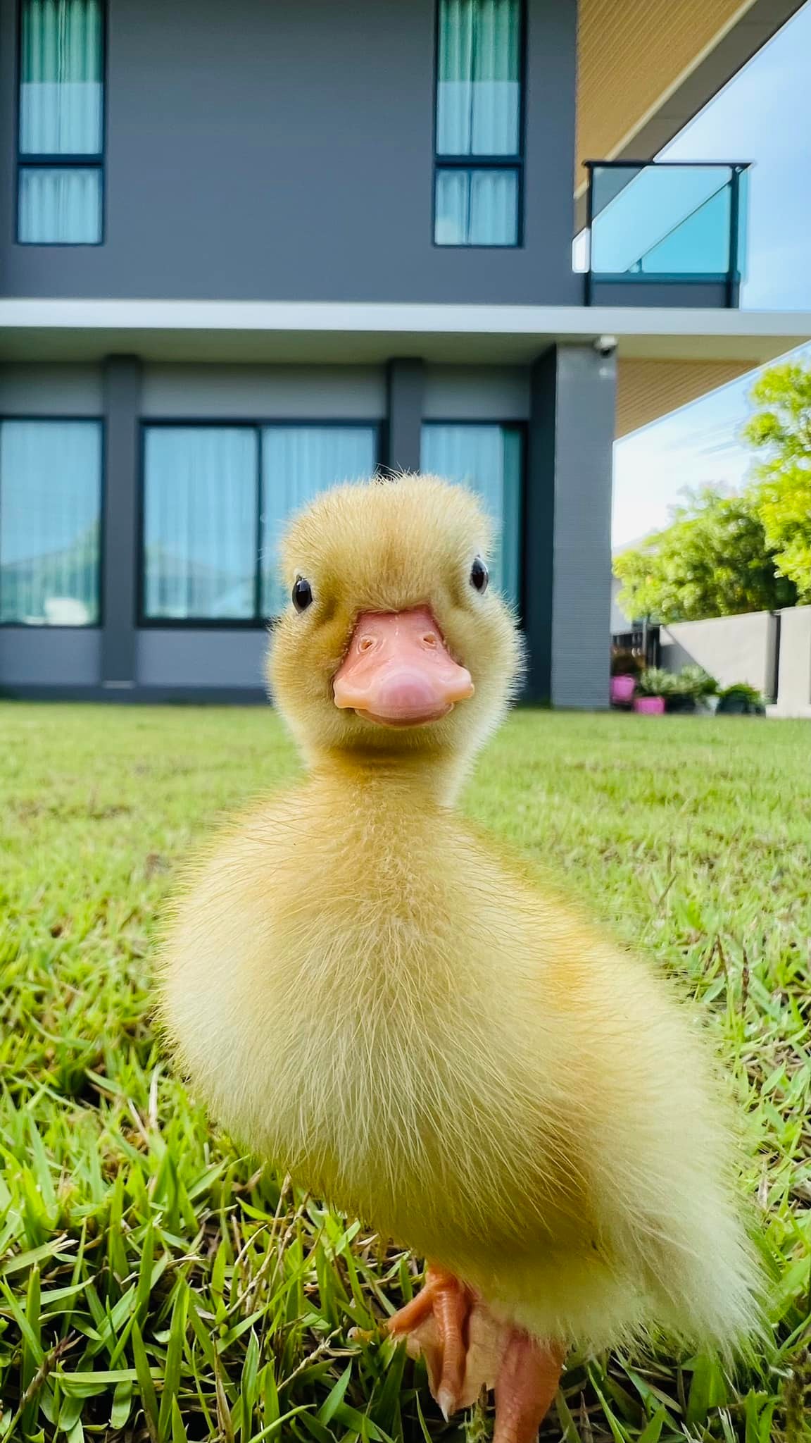 ฟาร์มเป็ด Call duck อุบลราชธานี ณ - สวนจรัญ อ้อยอินทรีย์